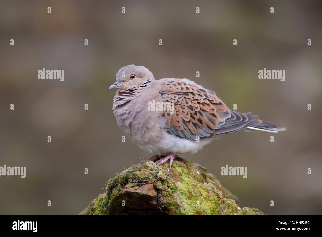 Turtle dove (Streptopelia turtur) perched on a rock, Norfolk, England ...