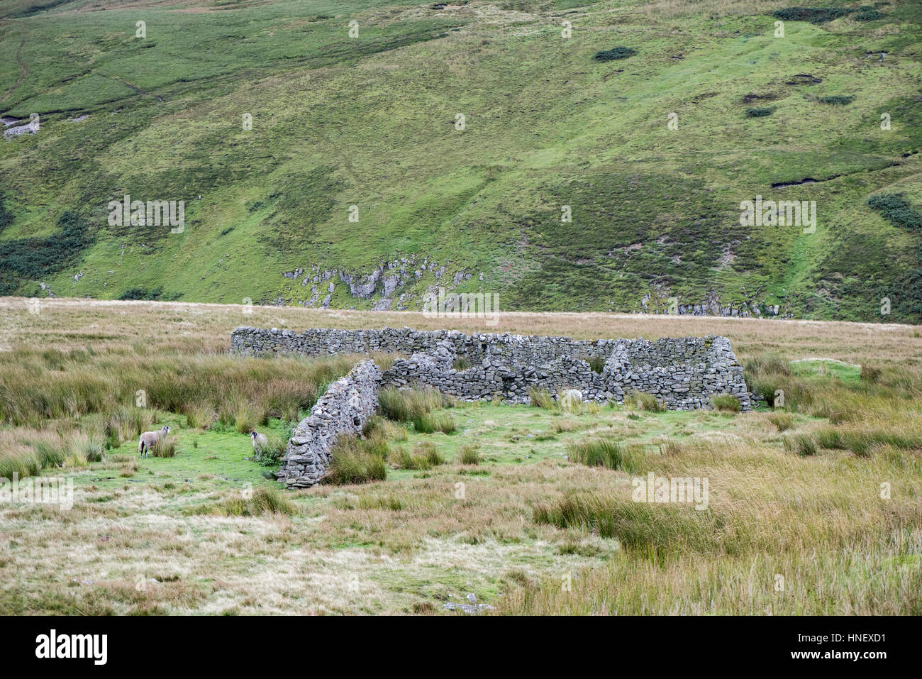 Sheepfold and beild on Crackpot Moor, Swaledale, Yorkshire Dales. A ...