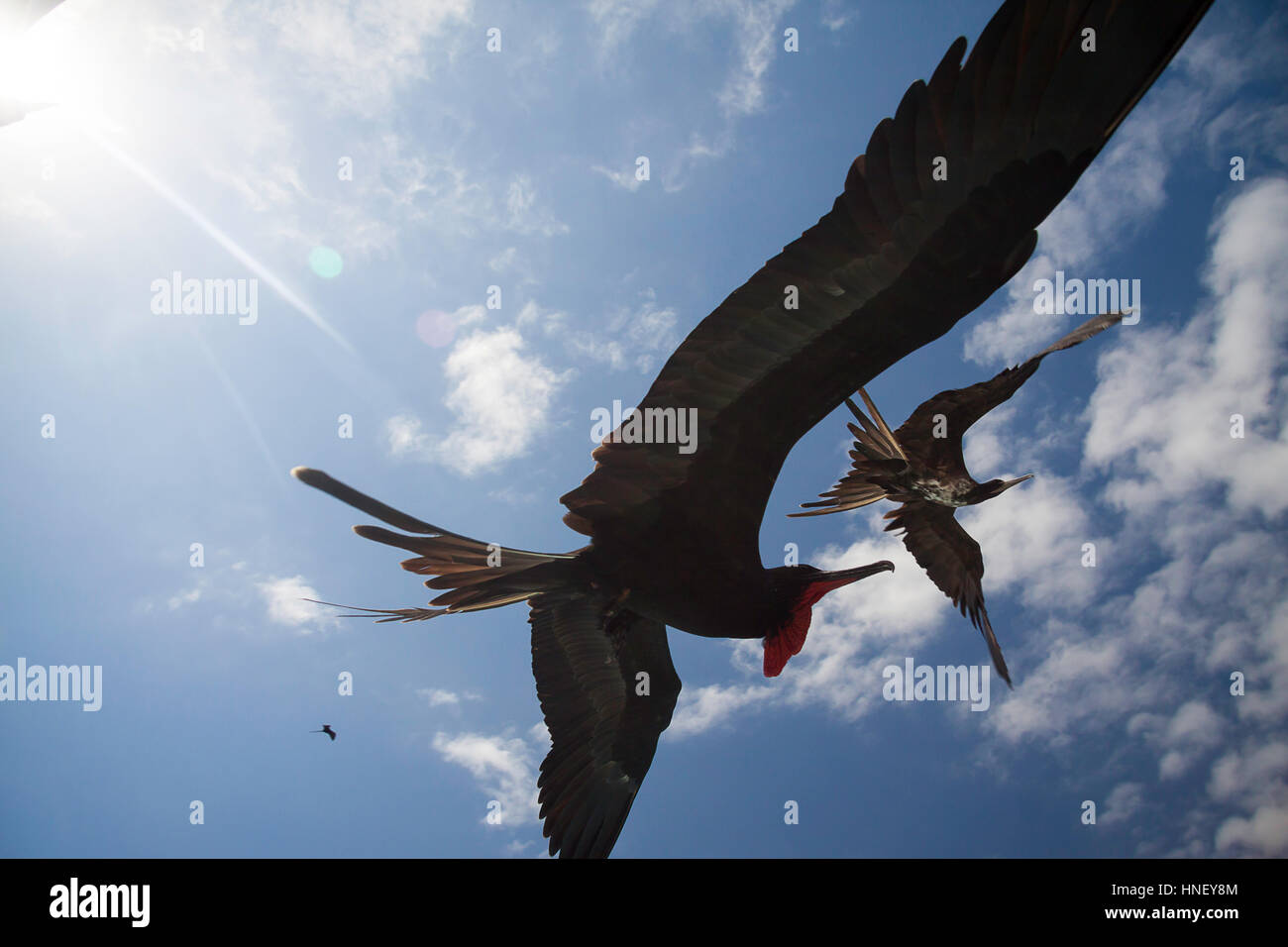 Adolescent frigate bird hi-res stock photography and images - Alamy