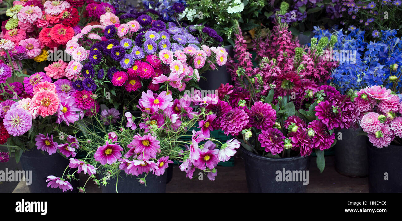 Seasonal flowers. Street flower market Stock Photo - Alamy