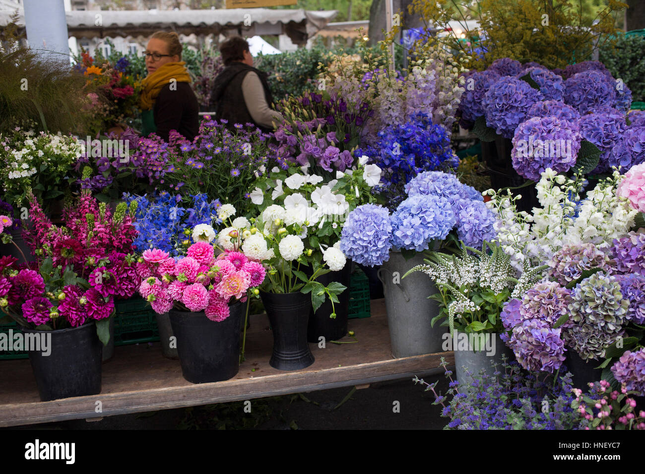 Blue violet hortensia flowers hi-res stock photography and images - Alamy