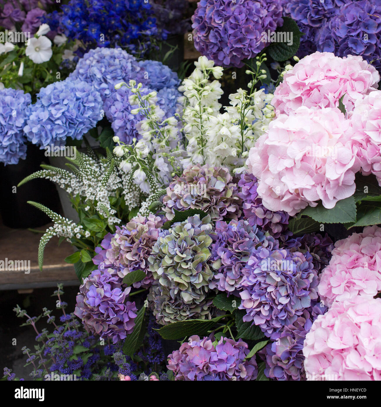 Seasonal flowers of pale shades of blue and pink Stock Photo - Alamy