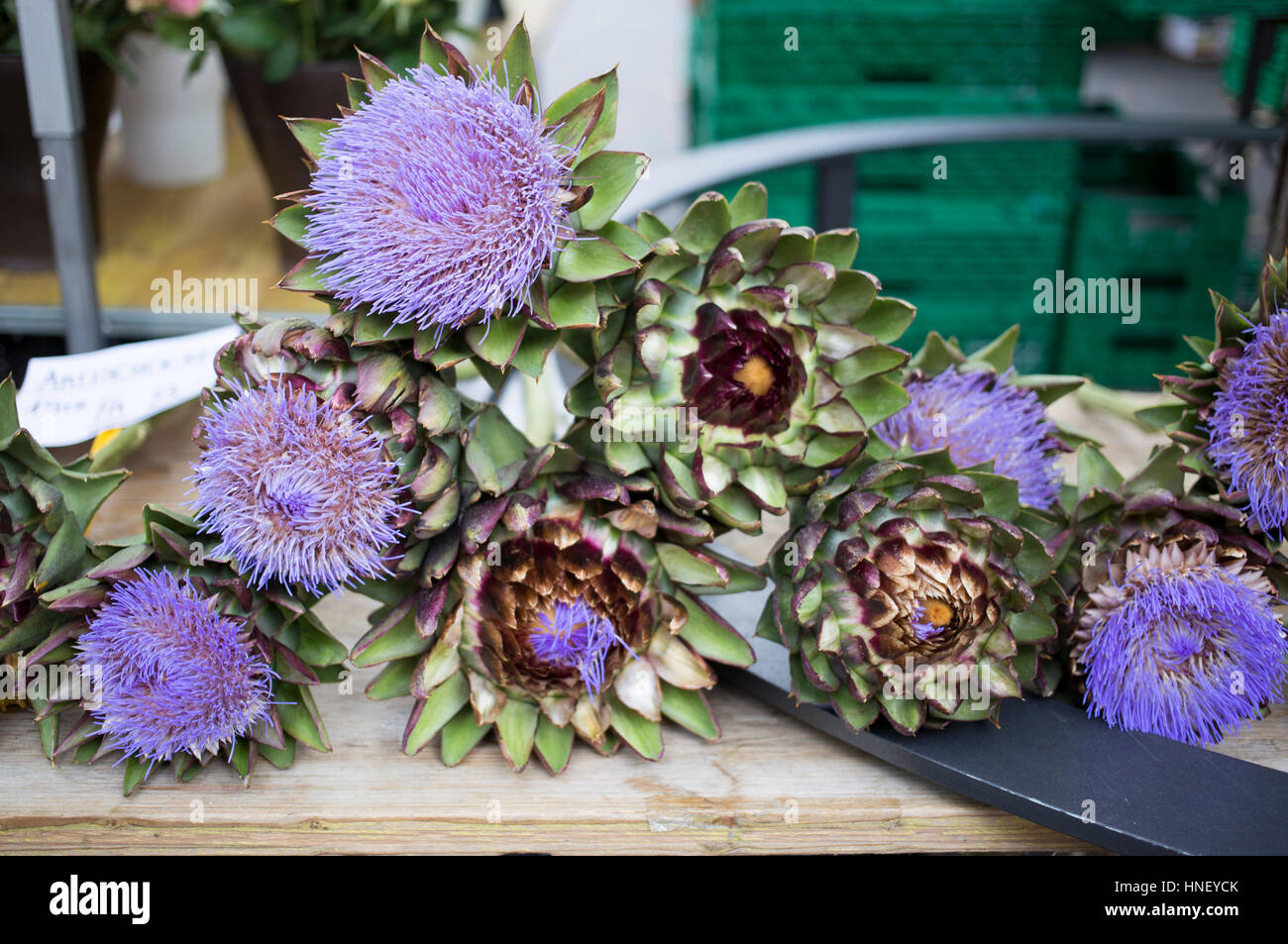 Huge thistle flowers at a market stall Stock Photo - Alamy