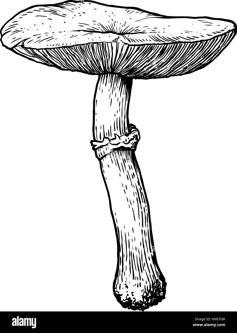 Fungi line drawing Stock Vector Images - Alamy