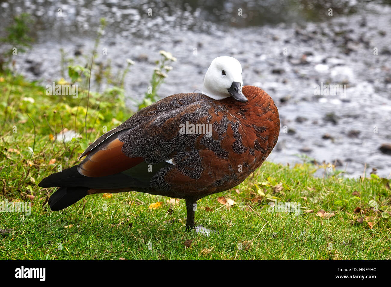 Paradise Shelduck (Tadorna variegata), a captive female, England, UK ...