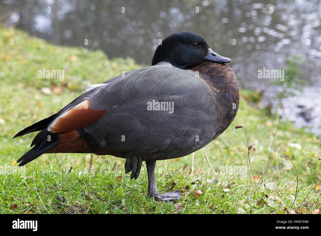 Paradise shelduck male hi-res stock photography and images - Alamy