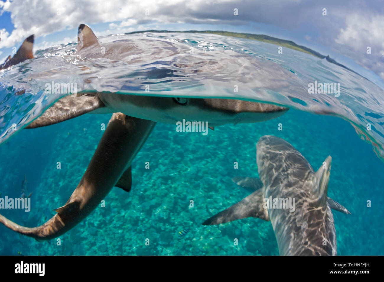 The dorsal fins of blacktip reef sharks, Carcharhinus melanopterus ...