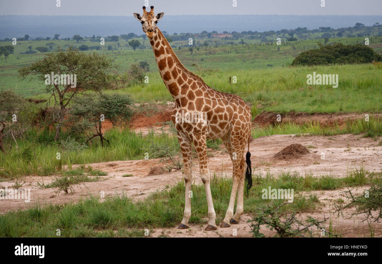 Single giraffe standing in field hi-res stock photography and images ...