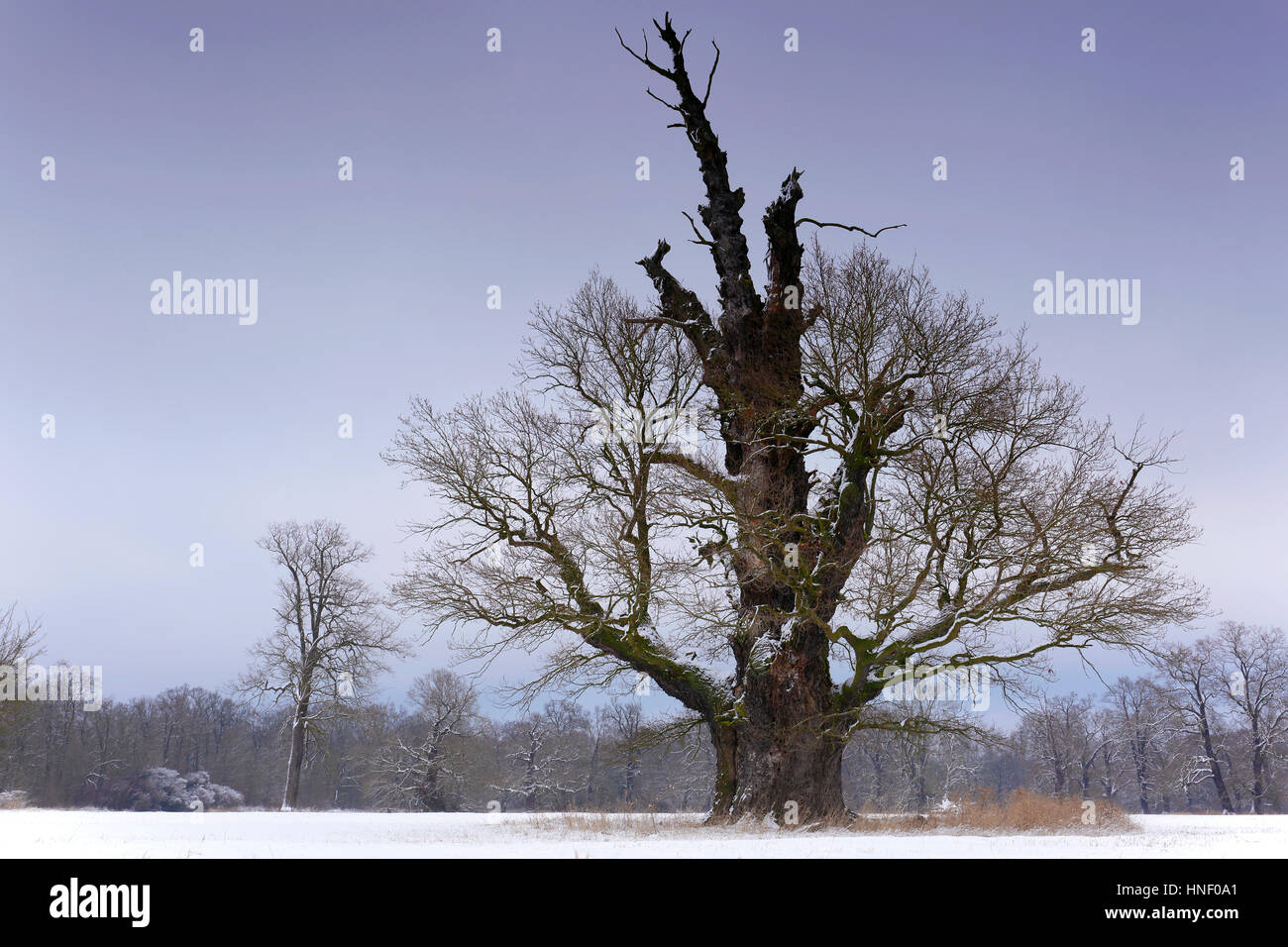 Old Oak Tree Winter High Resolution Stock Photography and Images - Alamy