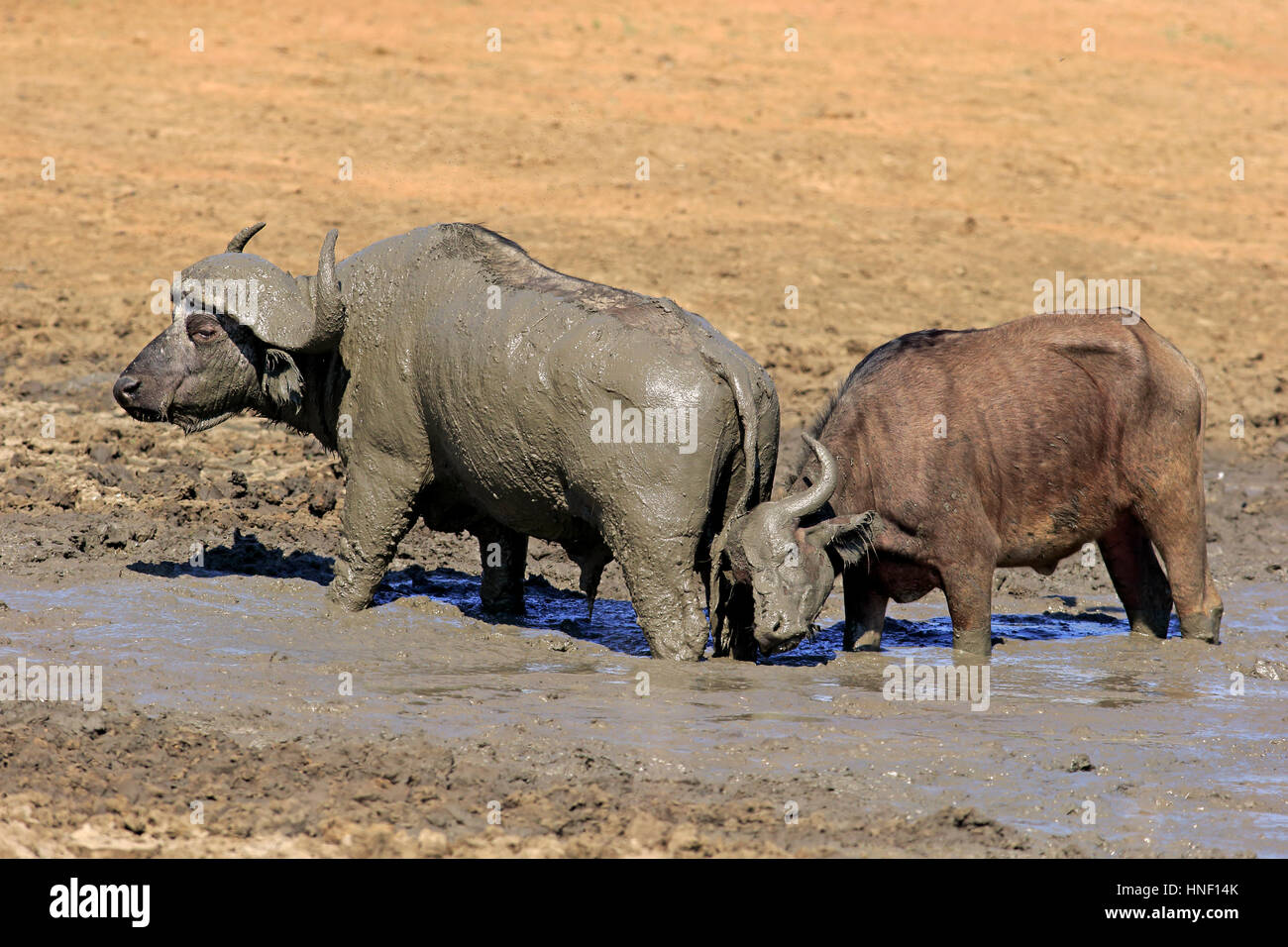 African Buffalo, (Syncerus caffer), adult couple in water, Kruger ...