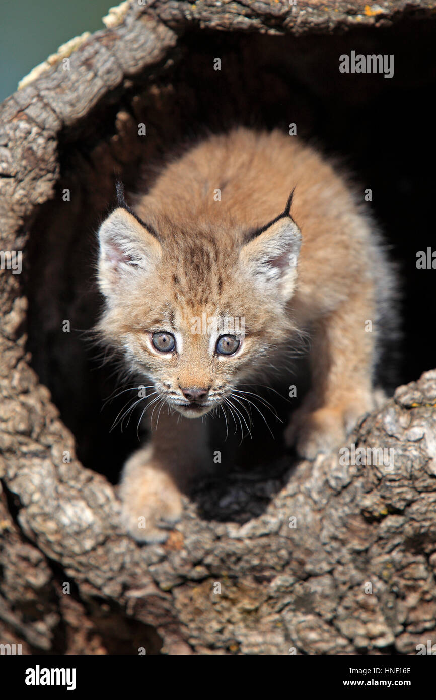 Canadian Lynx, Lynx canadensis, Montana, USA, North America, young at ...