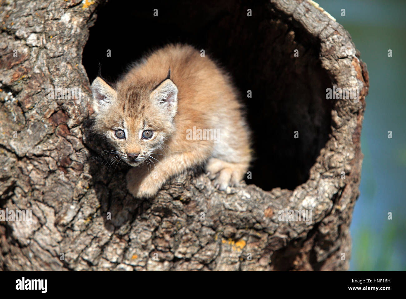 Canadian Lynxes High Resolution Stock Photography and Images - Alamy