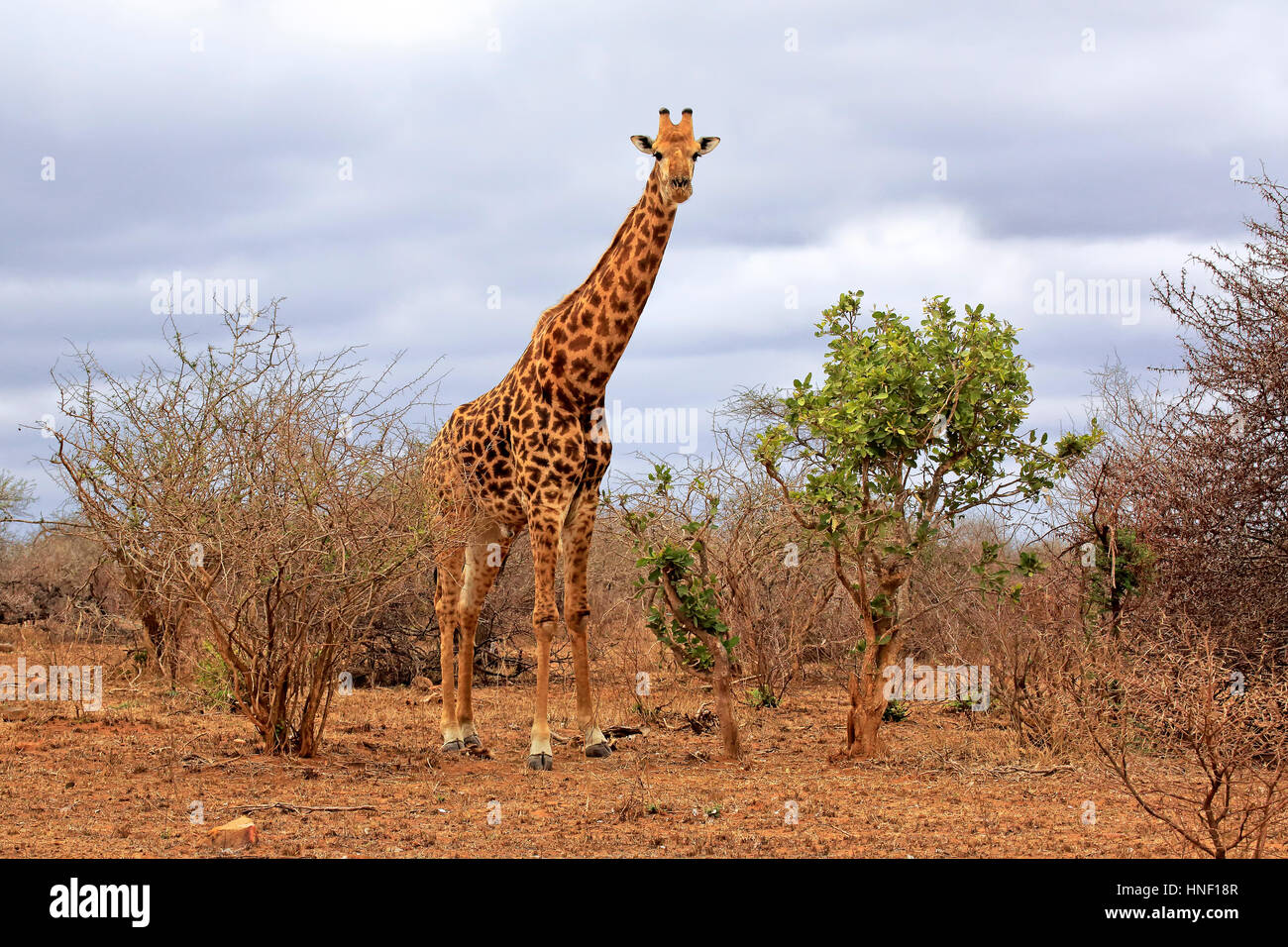 Cape Giraffe, (Giraffa camelopardalis giraffa), adult, Kruger ...