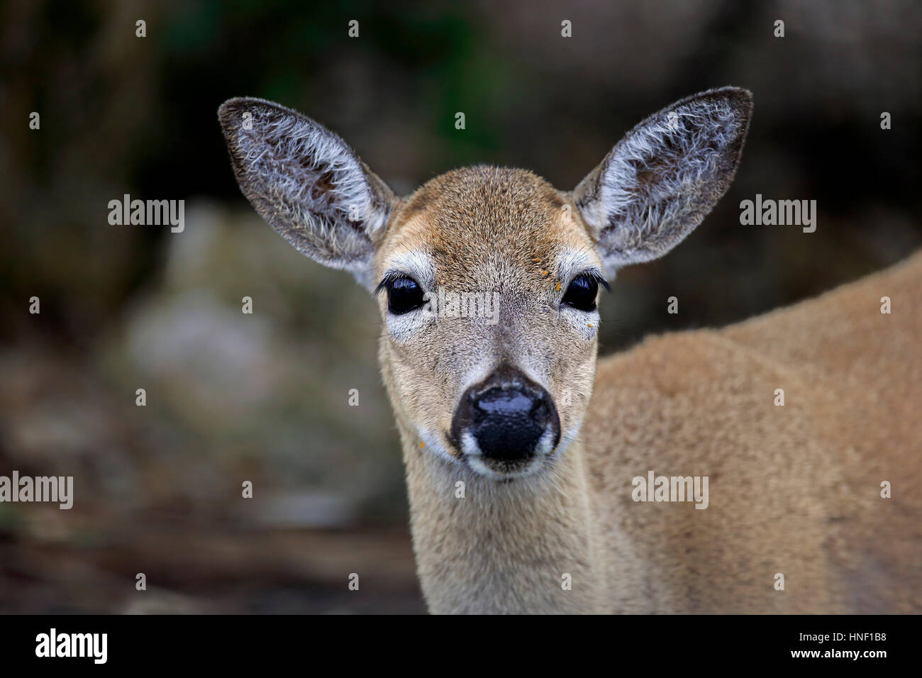 Key Deer, (Odocoileus virginianus clavium), National Key Deer Refuge ...