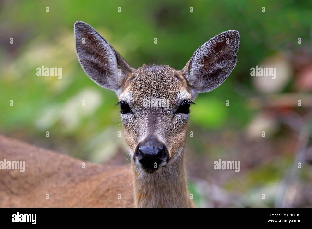 Key Deer, (Odocoileus virginianus clavium), National Key Deer Refuge ...