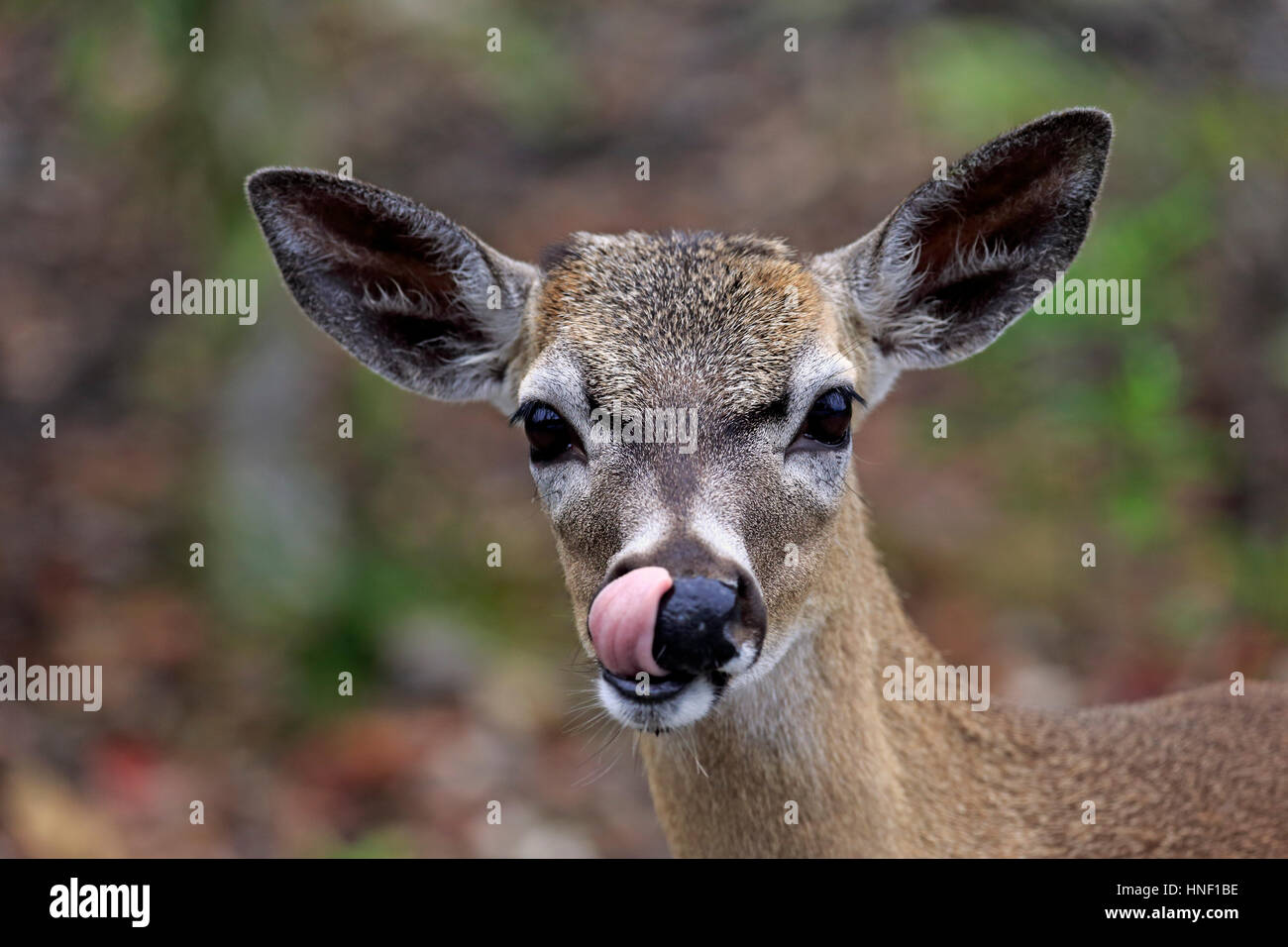 Key Deer, (Odocoileus virginianus clavium), National Key Deer Refuge ...