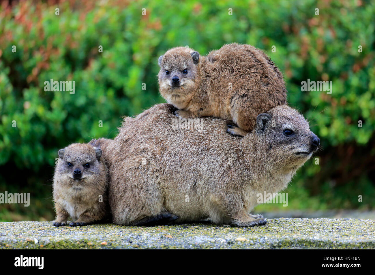 Rock dassie hi-res stock photography and images - Alamy