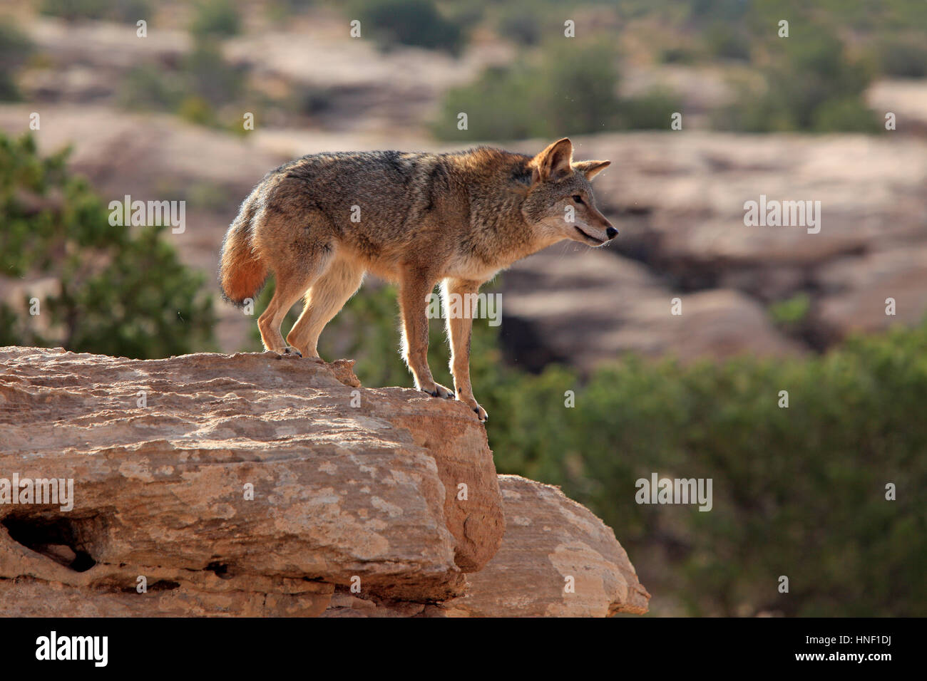 Coyote, (Canis latrans), Monument Valley, Utah, USA, adult Stock Photo ...