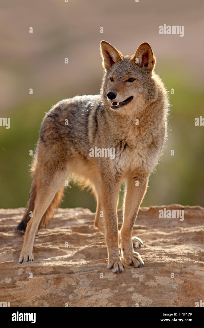 Coyote monument valley hi-res stock photography and images - Alamy