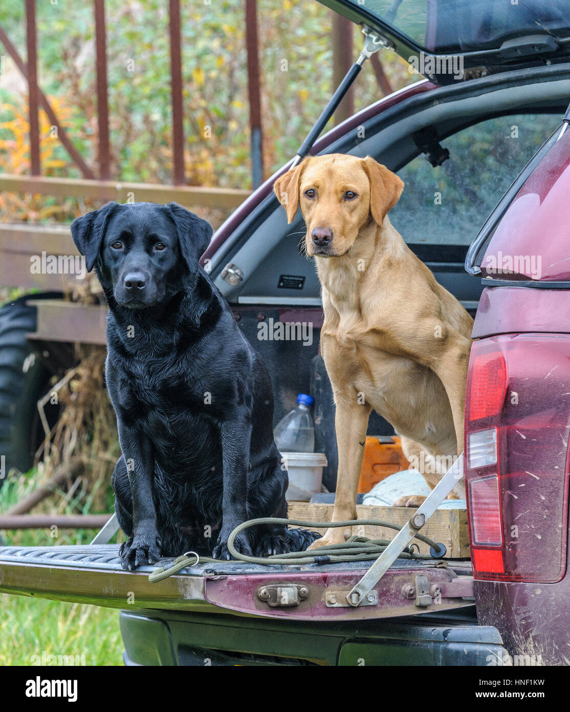 Labador Stock Photos & Labador Stock Images - Alamy