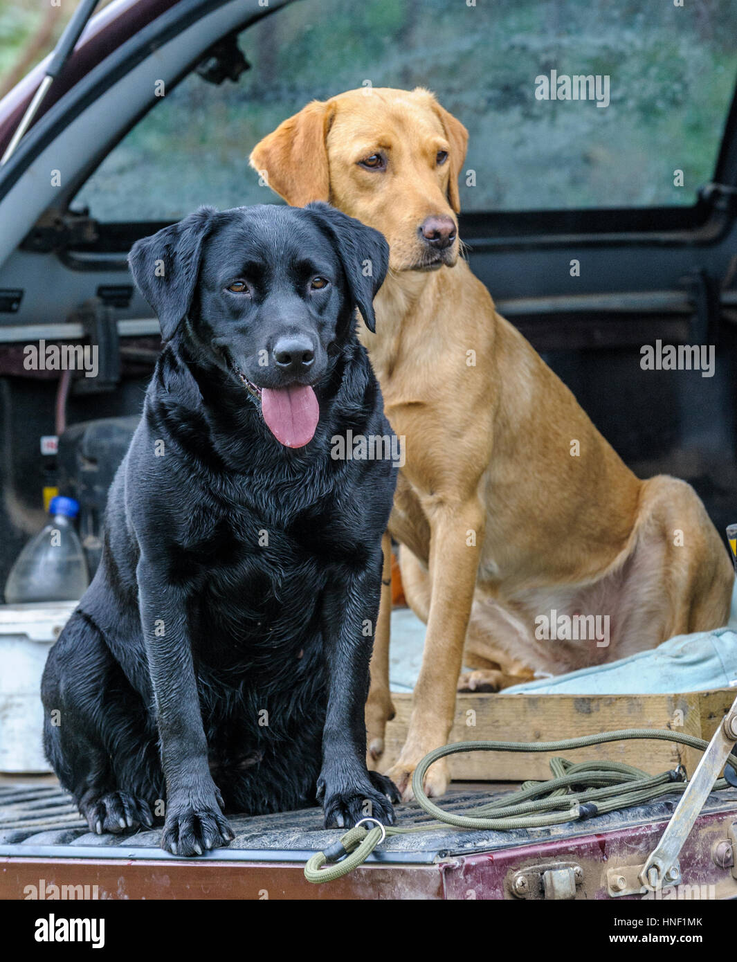 Two Labrador dogs sat on the back of a a truck waiting for their owner ...
