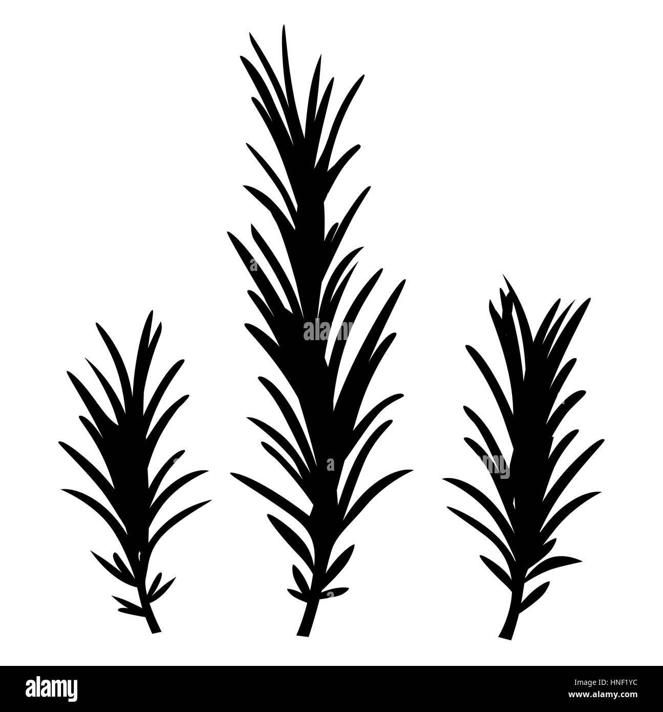 Sprigs of herbs Black and White Stock Photos & Images - Alamy
