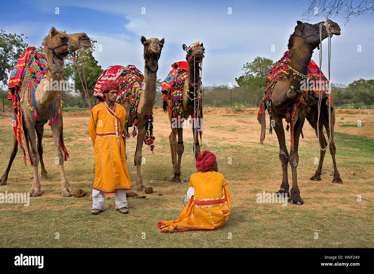camel, camels, dromedary, dromedaries during Elephant Festival,Jaipur ...