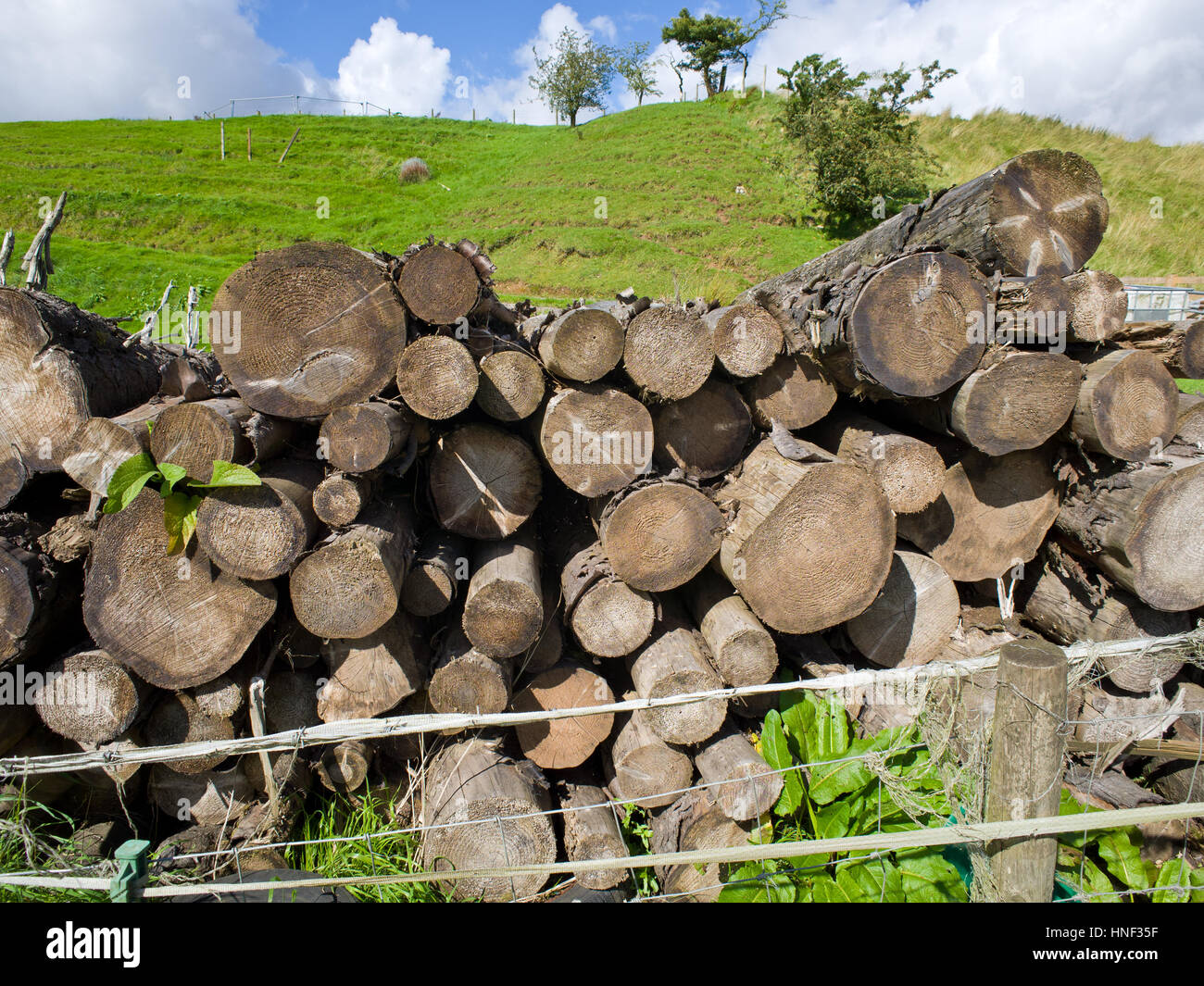 Wood pile of felled logs Stock Photo - Alamy