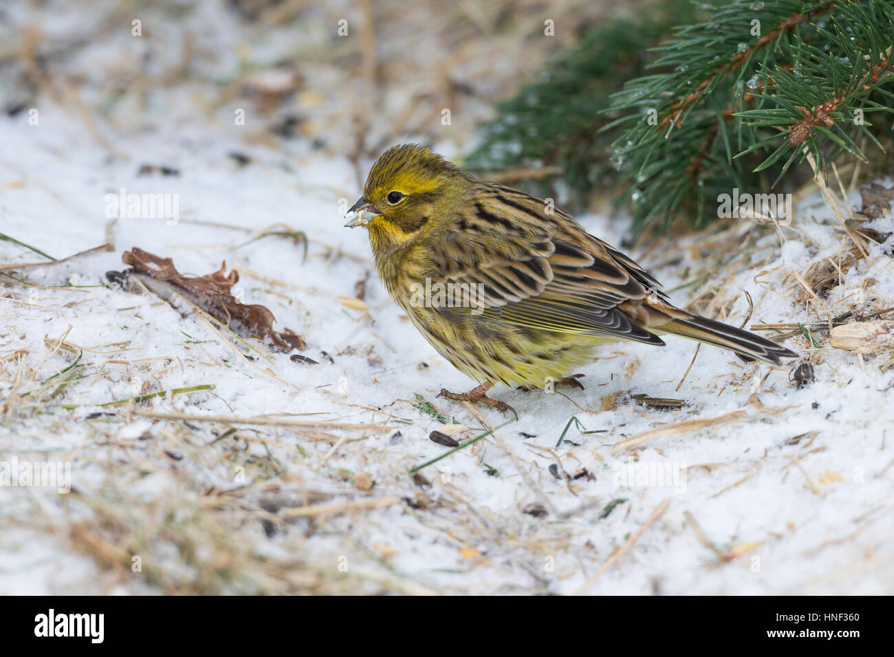 Vogel ammer hi-res stock photography and images - Alamy