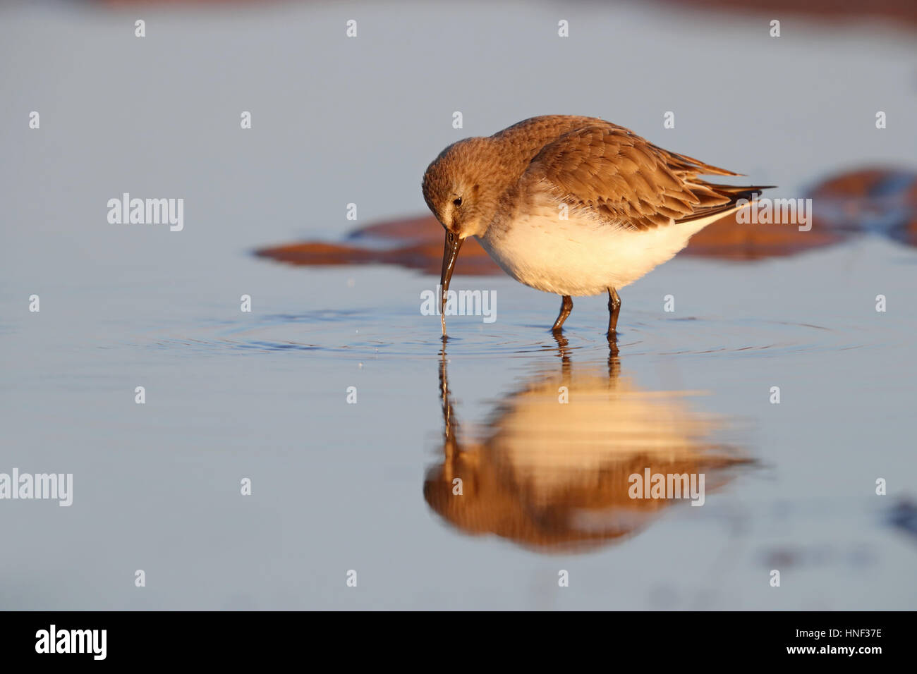 Juvenile dunlin uk hi-res stock photography and images - Alamy