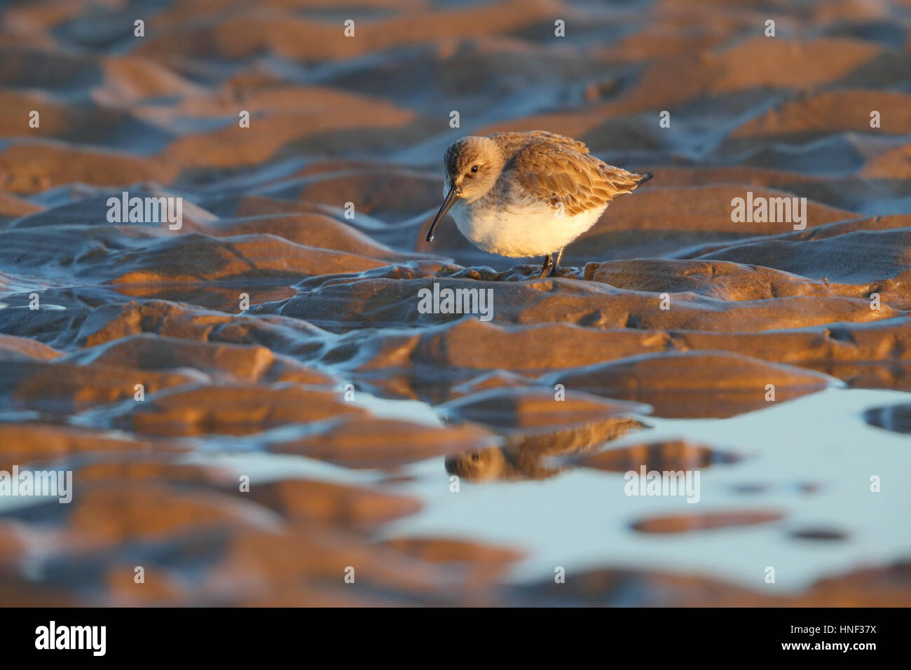 Dunlin and knot hi-res stock photography and images - Alamy