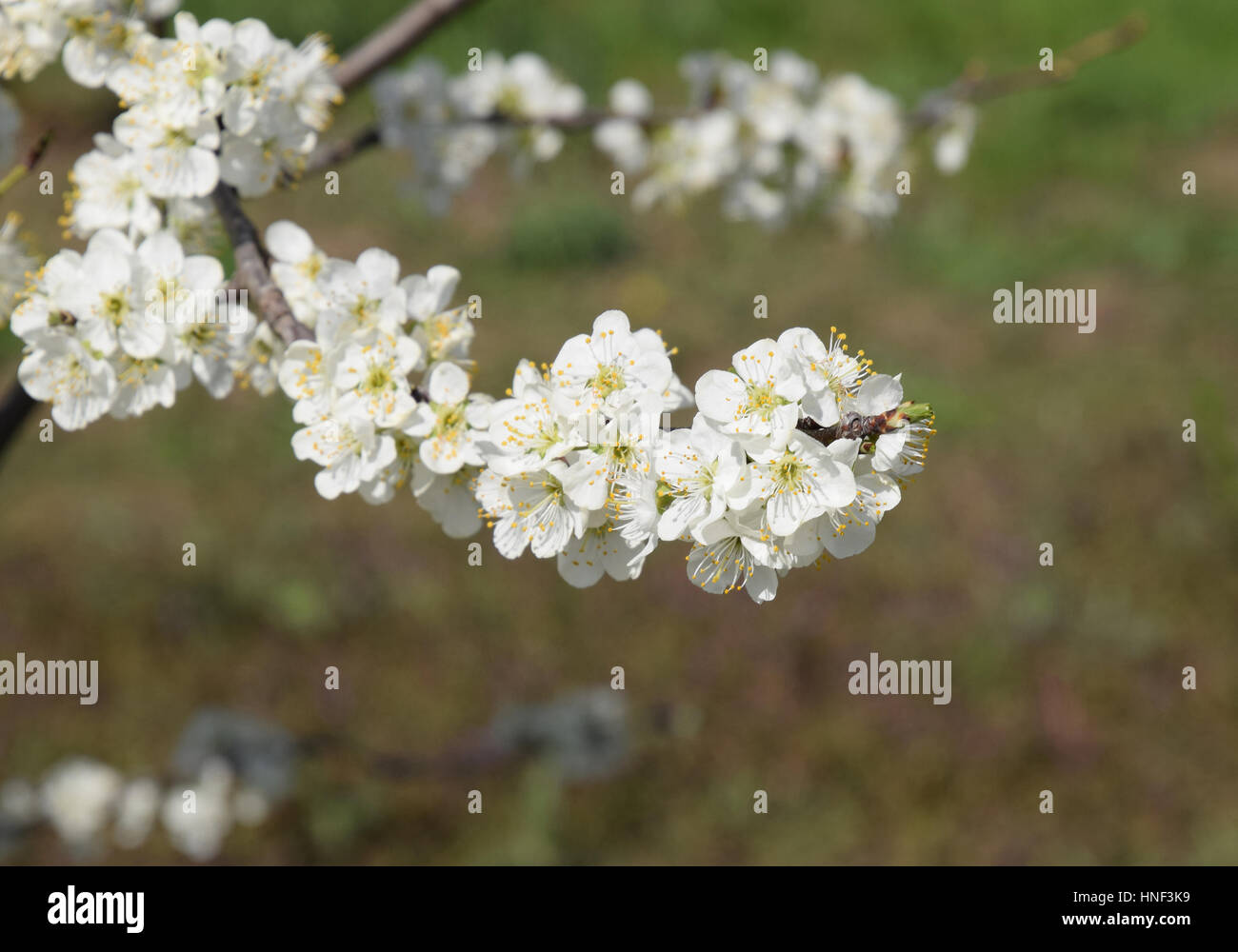 Flowering plum garden. Farm garden in spring Stock Photo - Alamy