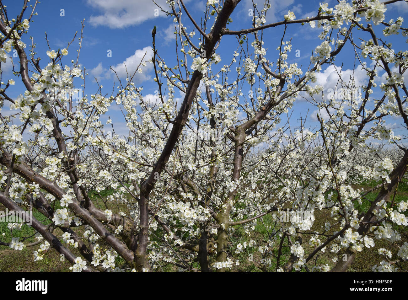 Flowering plum garden. Farm garden in spring Stock Photo - Alamy