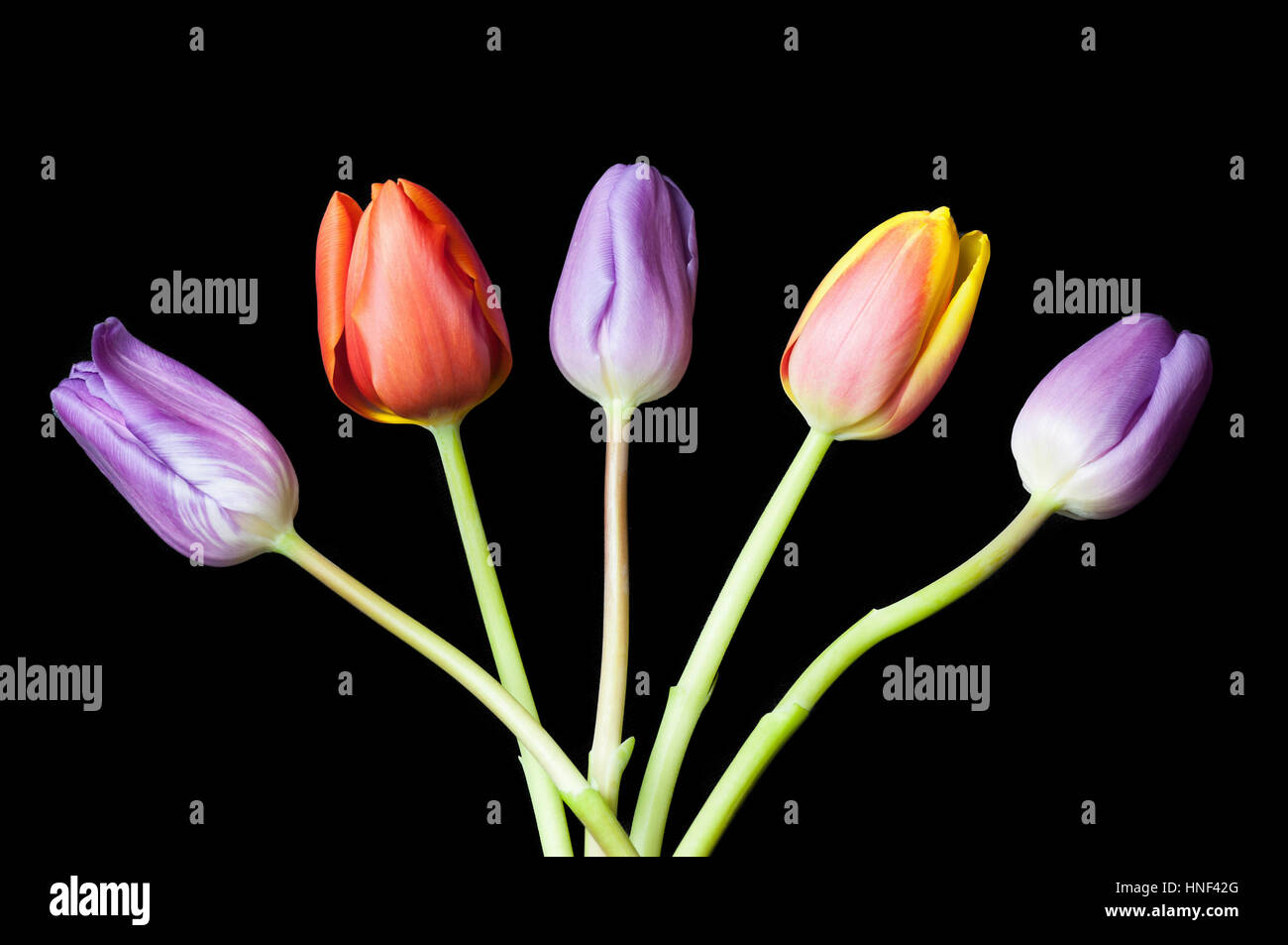 7 tulip heads hi-res stock photography and images - Alamy