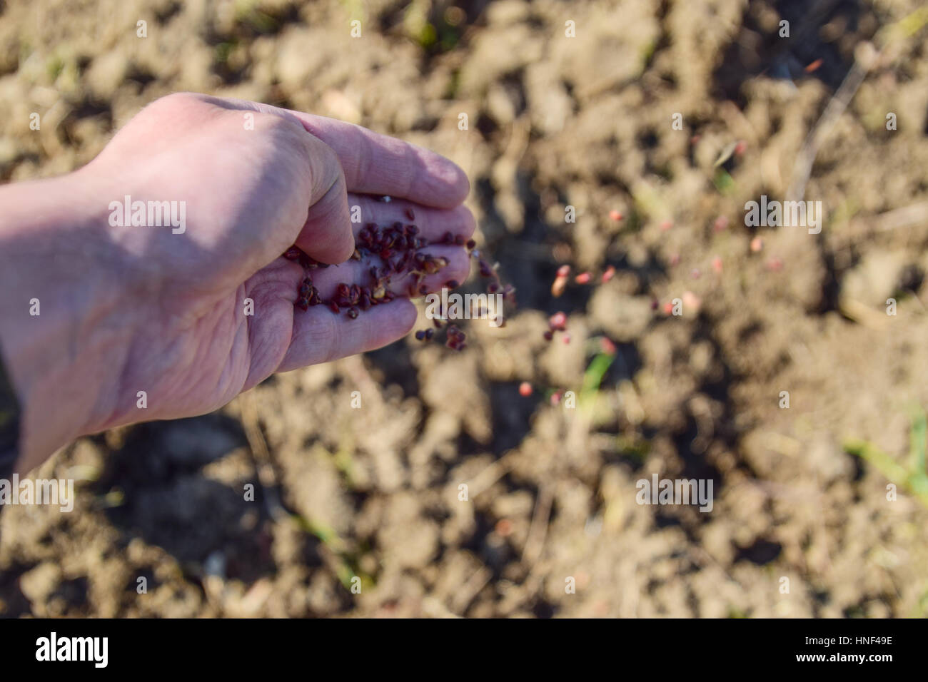 Sowing of maize out of hand. Manual planting of corn in the garden ...