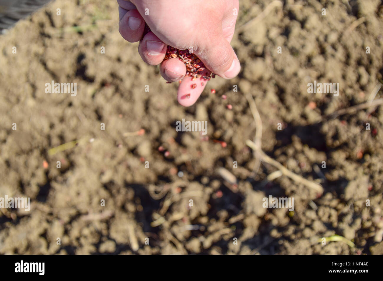 Sowing of maize out of hand. Manual planting of corn in the garden ...