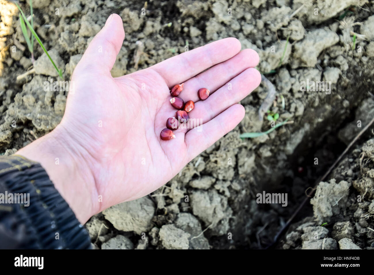 Sowing of maize out of hand. Manual planting of corn in the garden ...