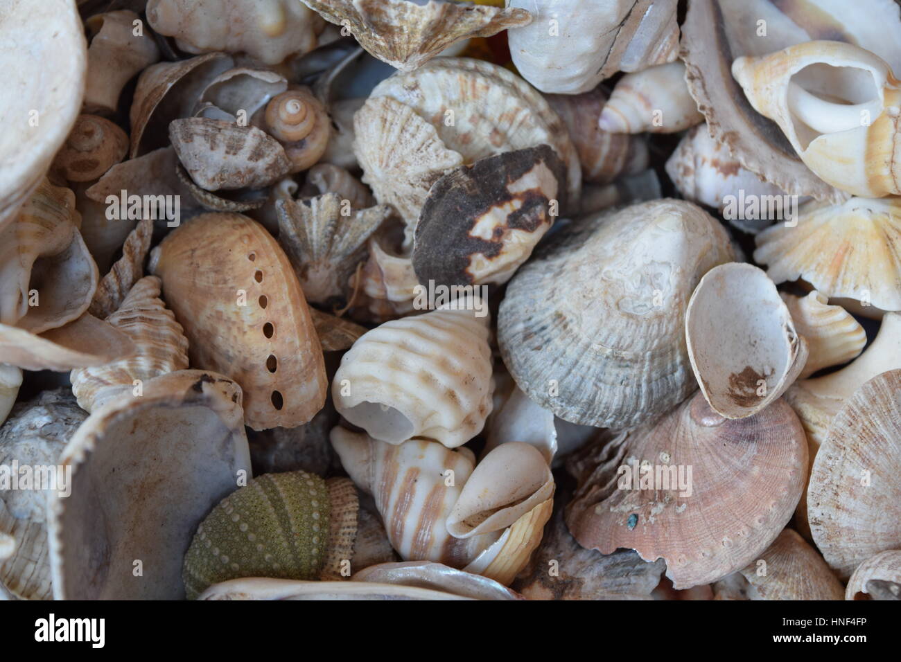 Underwater shells ocean sand hi-res stock photography and images - Alamy