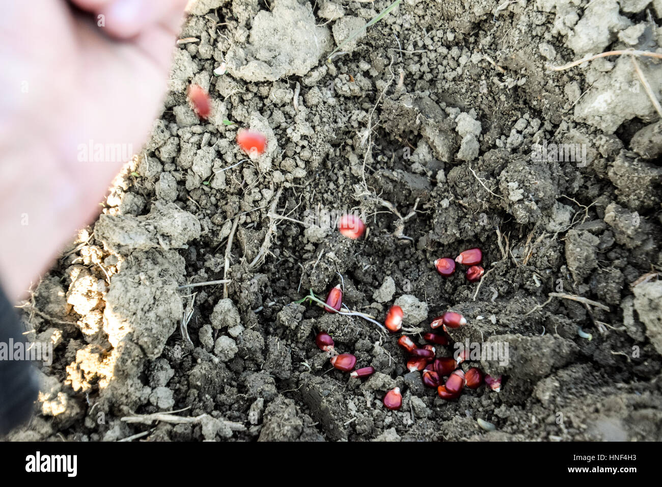 Sowing of maize out of hand. Manual planting of corn in the garden ...
