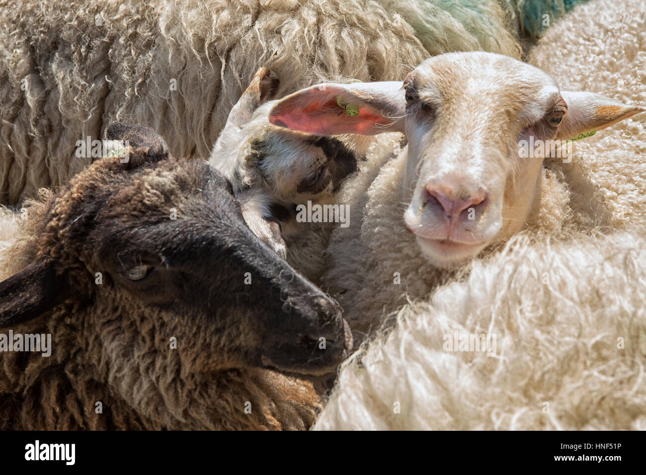 Sheep in close up Stock Photo - Alamy