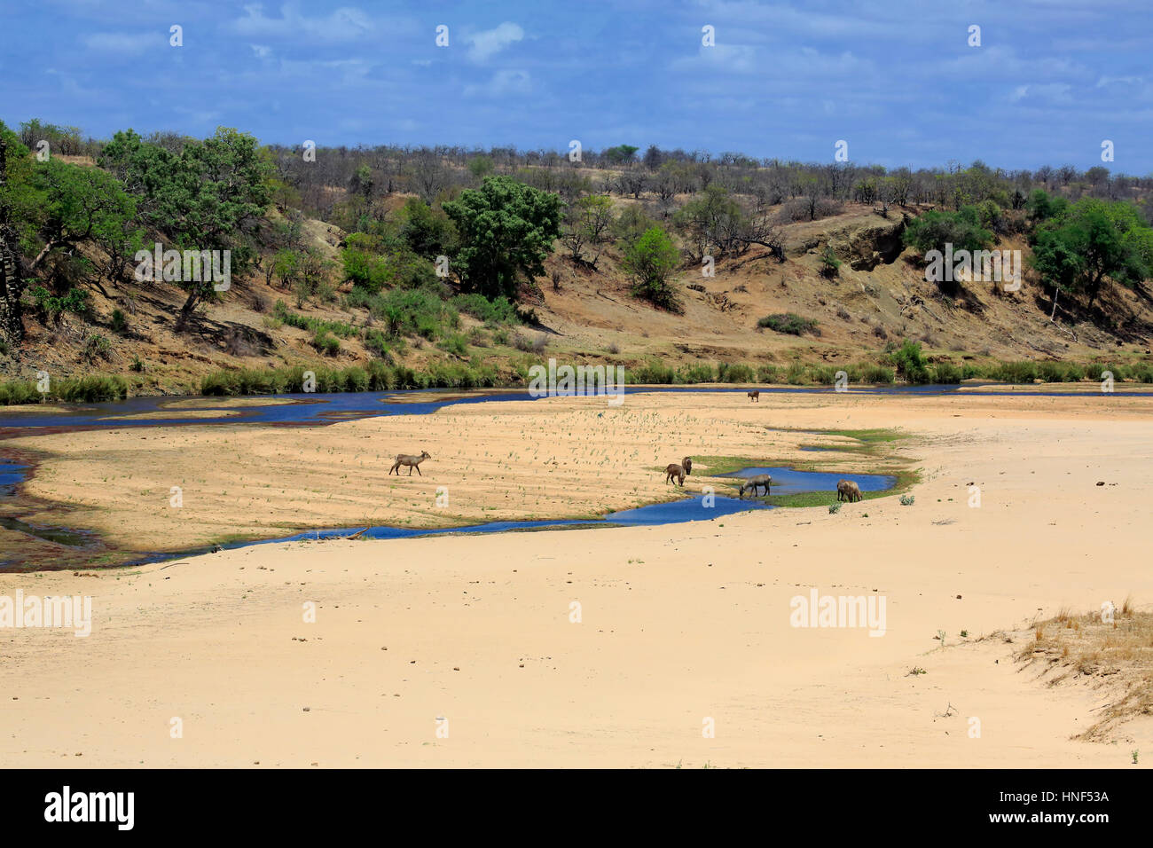 Letaba River, River landscape with Common Waterbuck, (Kobus ...