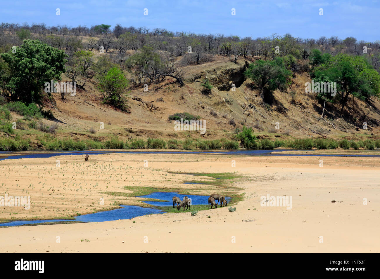 Letaba River, River landscape with Common Waterbuck, (Kobus ...