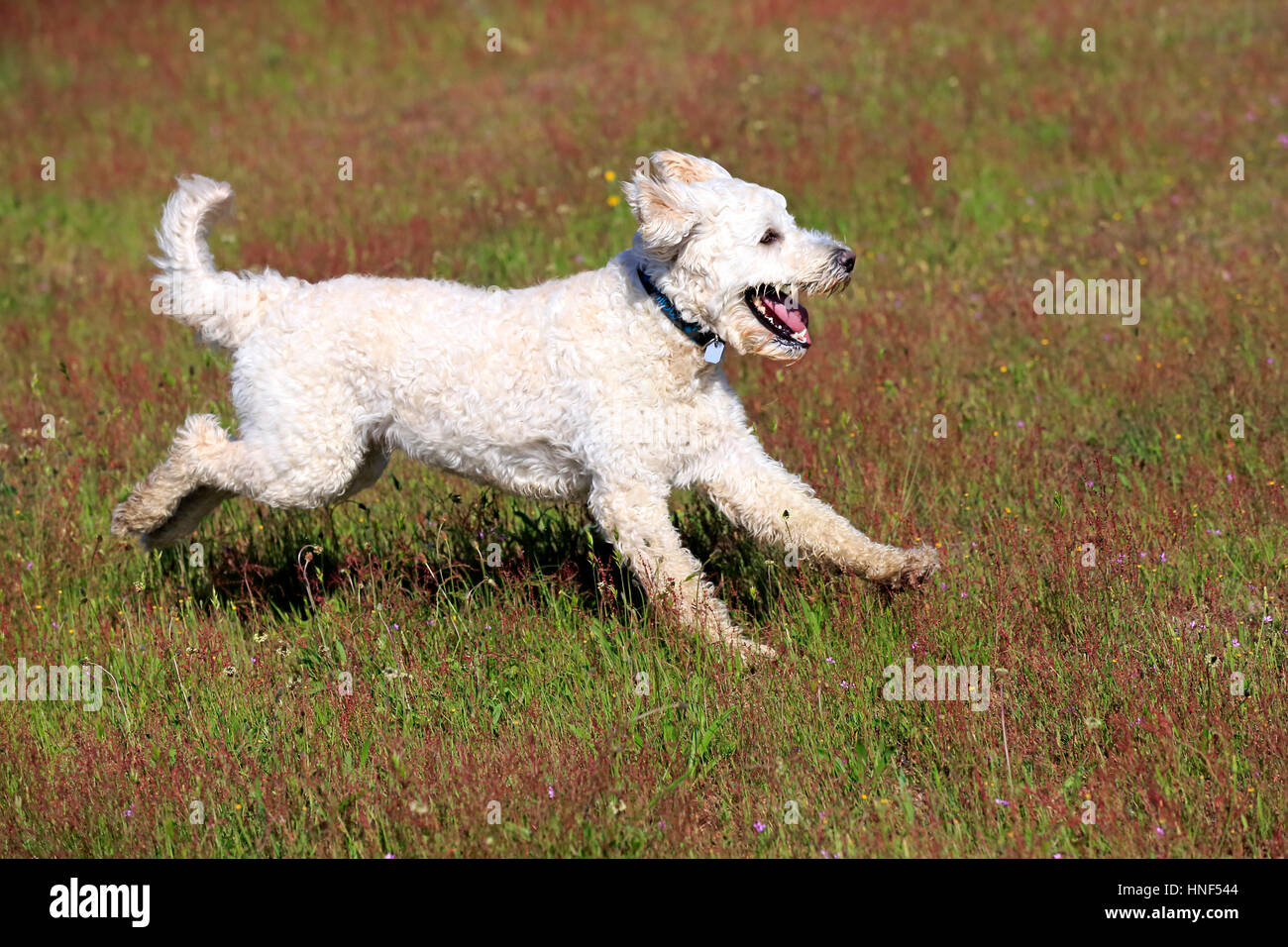 Labradoodle, (Canis lupus familiaris), adult male running in meadow ...