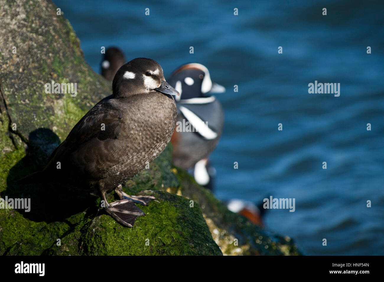 Female harlequin duck hi-res stock photography and images - Alamy