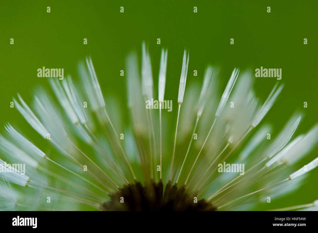 A macro detail of a Dandelion flower showing off its white stalks ...