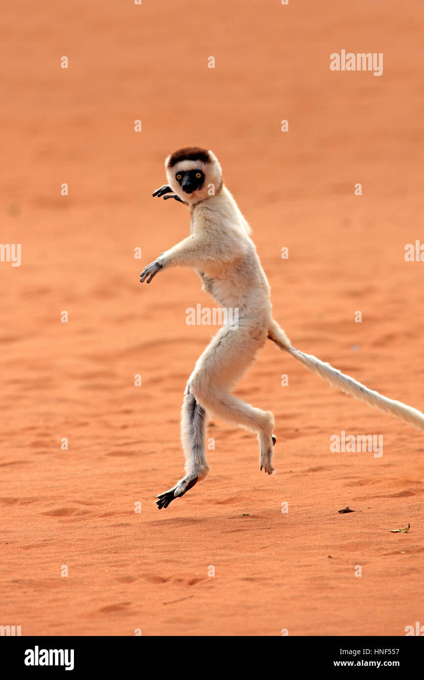 Jump verreauxs sifaka hi-res stock photography and images - Alamy