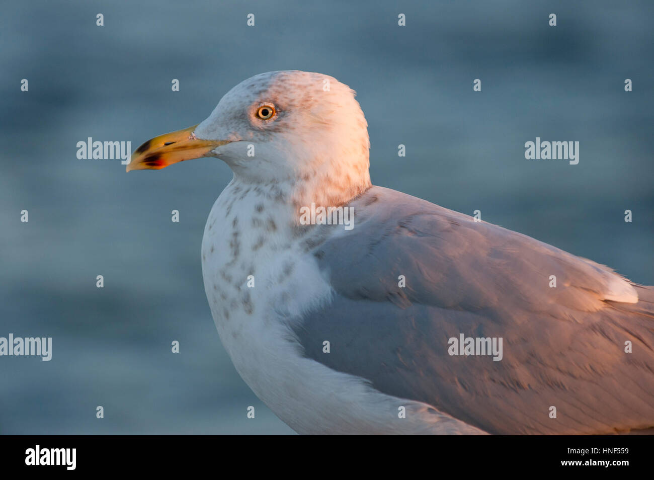 Herring stands hi-res stock photography and images - Alamy