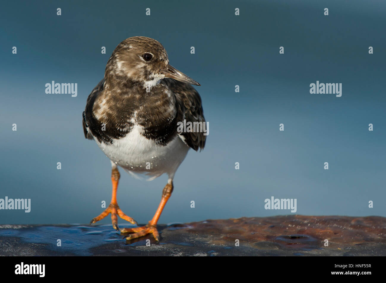 A Ruddy Turnstone stands on a metal wall showing off its bright orange ...