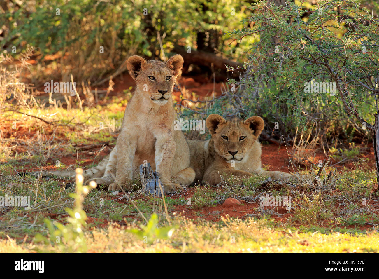 Lion, (Panthera leo), two youngs four month old, Tswalu Game Reserve ...