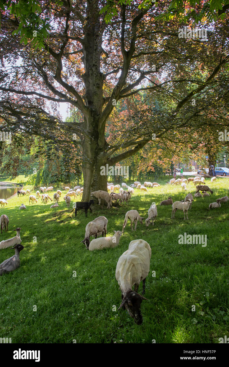 Sheep shadows shadow hi-res stock photography and images - Alamy